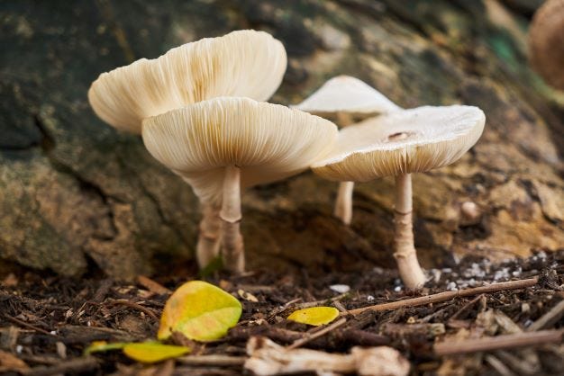 The Benefits of Adaptogenic Mushrooms | by Curated Wellness | Medium