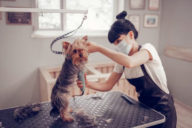 Paw-fact Grooming: The Top 10 Grooming Mistakes You Should Avoid | by ...
