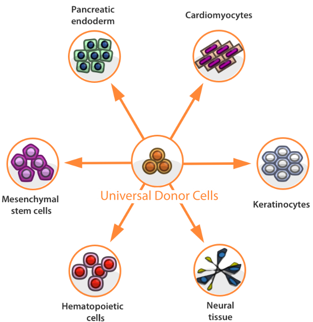 Tissue Engineering: Cell Source as a Major Challenge | by Sina Kardeh ...