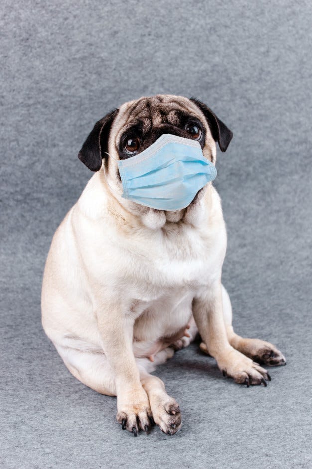 Introducing $WOOF: A Slightly Stronger Deflationary Frictionless Yield ...