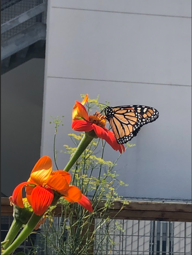 Monarch Butterfly Recovery. A North Bay Monarch Working Group… | by ...