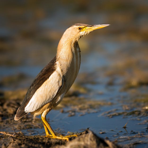 New York State Bird Atlas Aims to Improve Conservation Practices | by ...