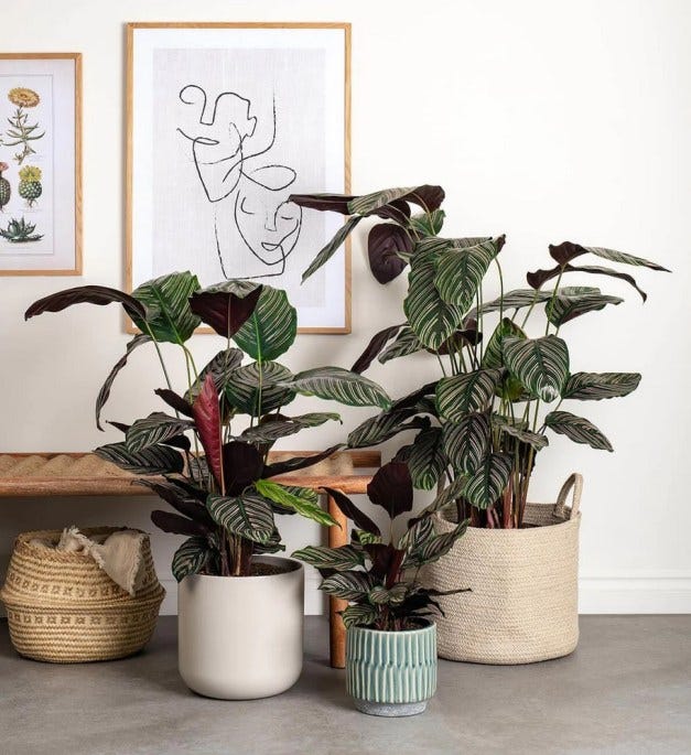 Styling Your Home with Mid-Century Modern Plants: A Comprehensive Guide ...