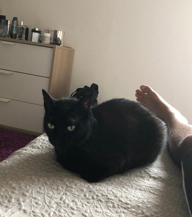 Using AWS IoT Core to watch my cat | by Leandro Damascena | Towards AWS