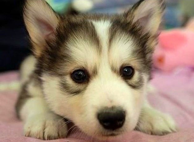 Why Are Dogs So Cute?. Think of the word cute. What pops into… | by ...