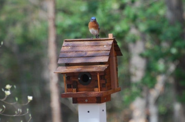 Little bird house. When alive, birds sat on it; When dead… | by Vertika Nigam | Medium