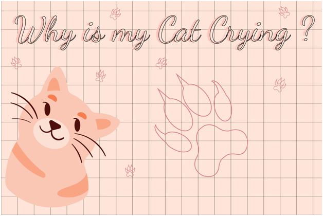 Solve the Mystery of Your Cat's Crying: Unusual Feline Behavior ...
