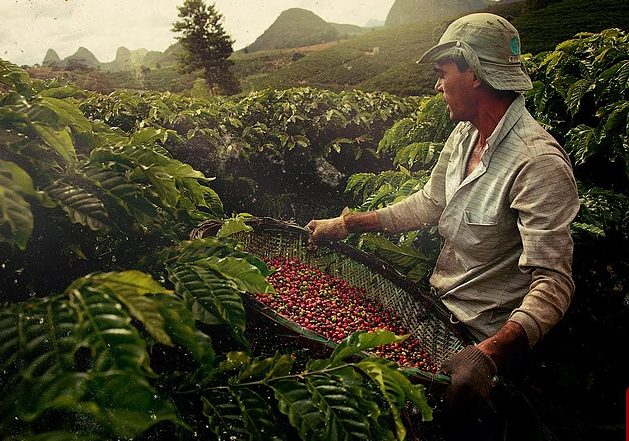 Brazilian Coffee: Story behind the cup | by Alex Lim | Medium