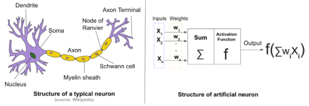 Introduction to Perceptron. A brief introduction on biological… | by ...