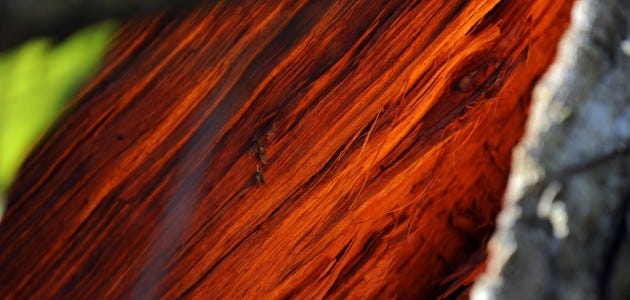 Part IV: Reflection. Studying the forests of the Upper… | by Global ...
