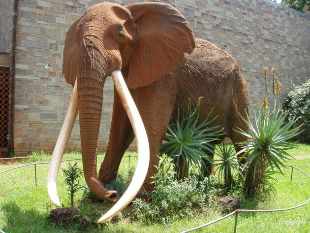 Google Celebrates Ahmed The Kenyan Elephant With A Doodle | by Maxwel ...