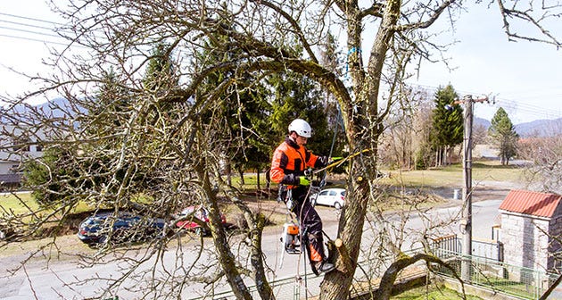 Know why professional tree care is better than a DIY task? | by Heather ...