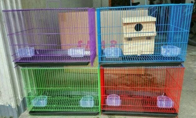 Rahasia Sukses Ternak Lovebird Bagi Pemula | by Maniapleci | Medium