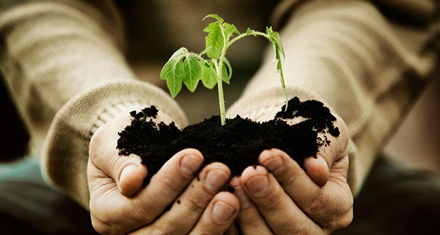 Learn how to take care of trees during Spring | by Heather Nelson | Medium