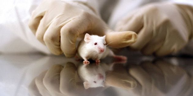 Animal Testing. Animal Testing in the United States: A… | by Rutva ...