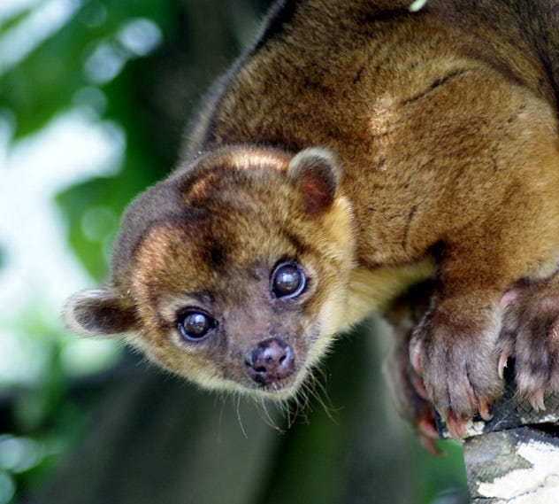 The Procyonidae Family. You’re probably not familiar with this… | by ...