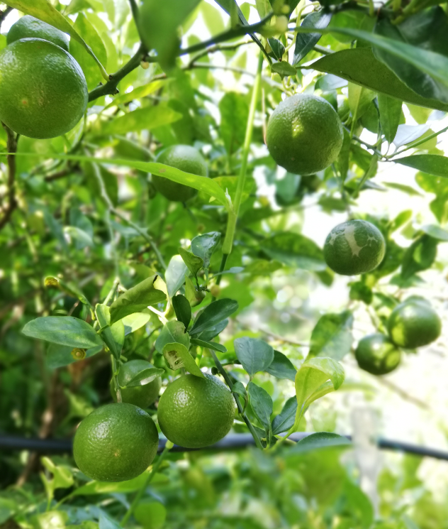 Calamansi Tree