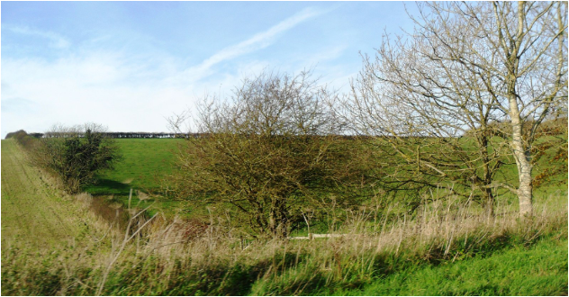 The Value of a Ditch: How do small, unmanaged farmland corners protect biodiversity in farming ...