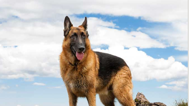 German shepherd Dog breed facts.. The german shepherd canine is ...