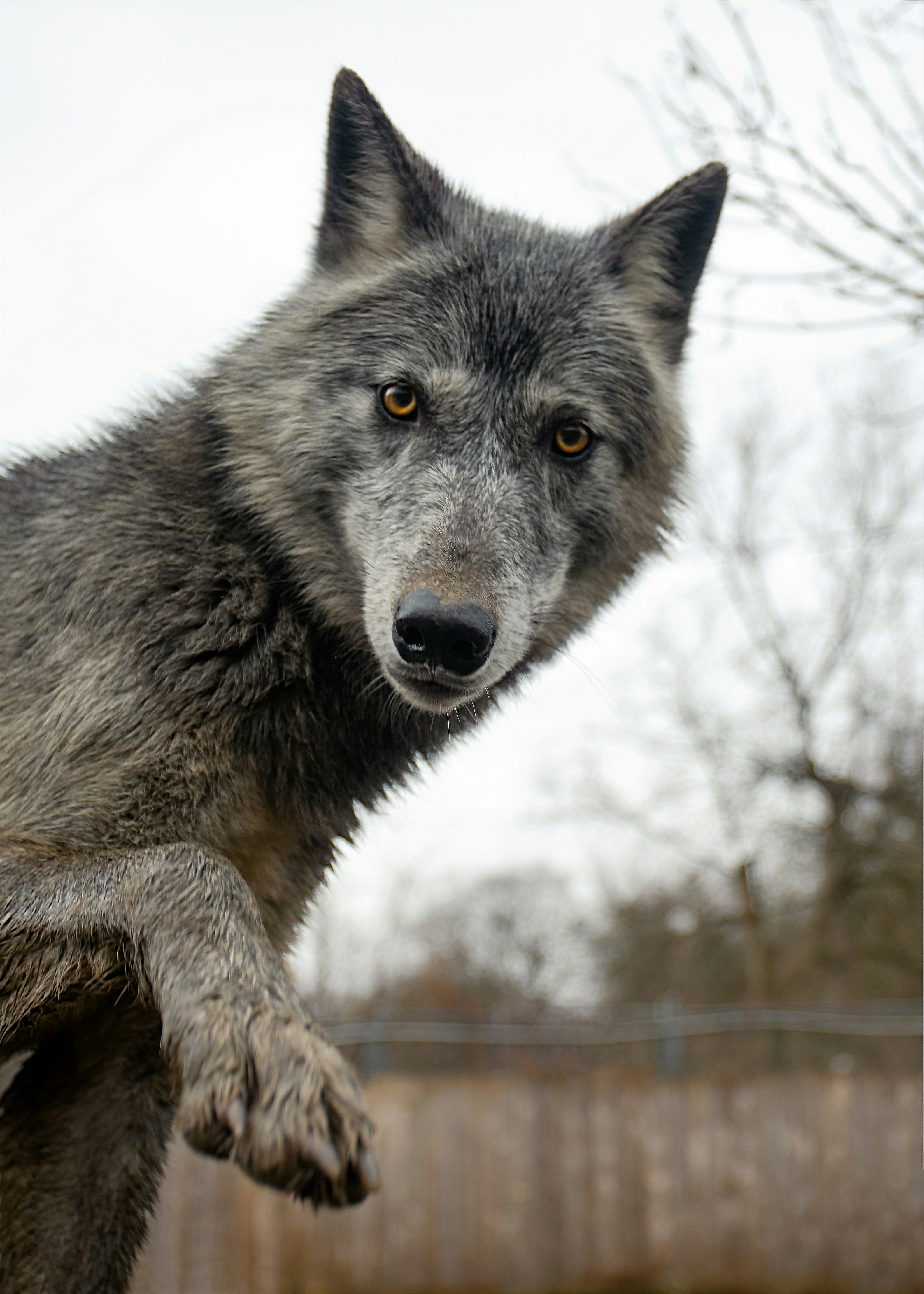 Jared Cameron Wolf Form Werewolf Pack Major Twilight Saga Fans
