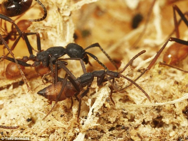 An Encounter with the Driver Ants | by Slim Keles | Medium