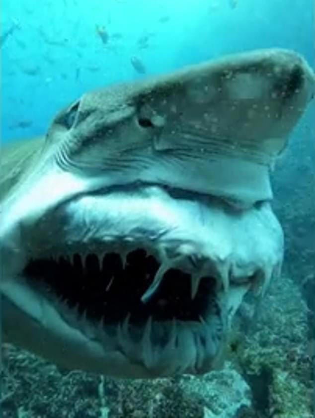 Grey Nurse Shark smiles at scuba diver off NSW coast in terrifying ...