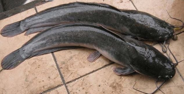 Methode de culture du poisson-chat facile a appliquer | by Irma Leavitt ...