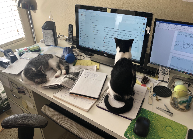 House Cats Are Smarter Than Artifical Intelligence (AI)!!! | by Norma ...