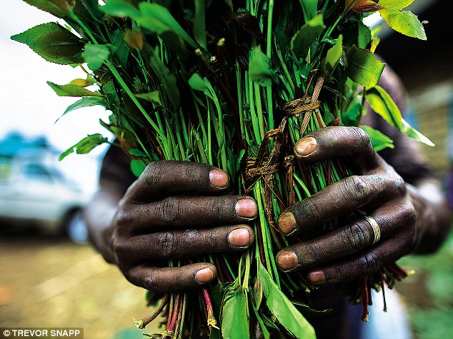 Tapping Into Cash Crops: Khat horticulture and Kenyan women | by Helen ...