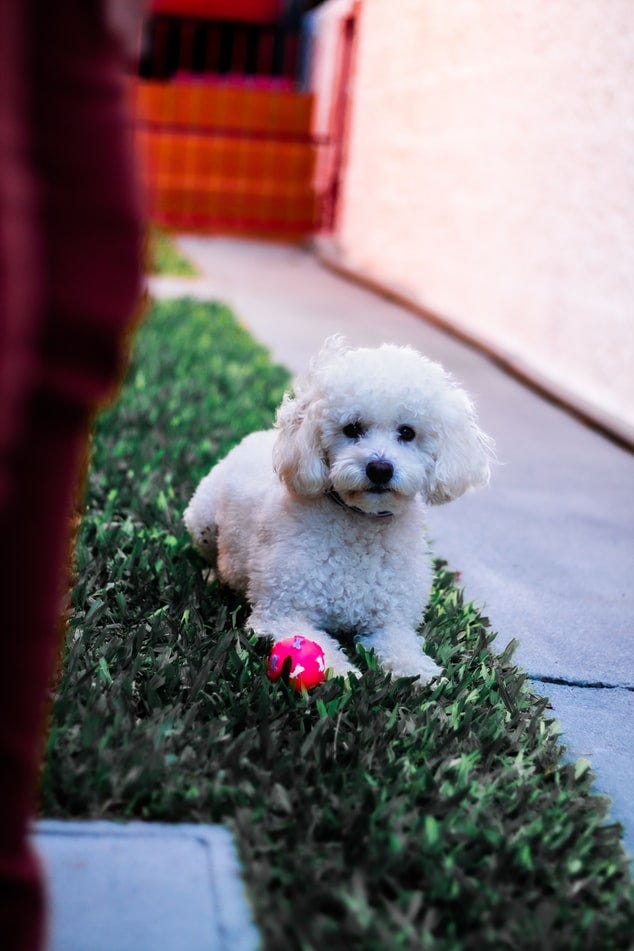 Ted Cruz’s Dog Isn’t Who You Think She Is | by Drew Elliot | The Haven ...