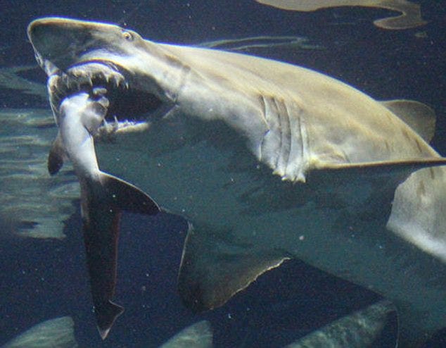 Wait and Sea: The Virgin Birth of Shark Jesus | by pete | Medium