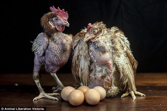 Deformed Chicken