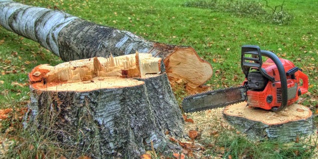 Arboreal Resurgence: Innovations in Tree Stump Removal Techniques | by ...
