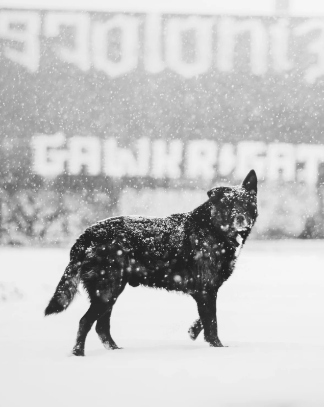 Werewolf. This is our second winter in Detroit… | by Erin | Medium