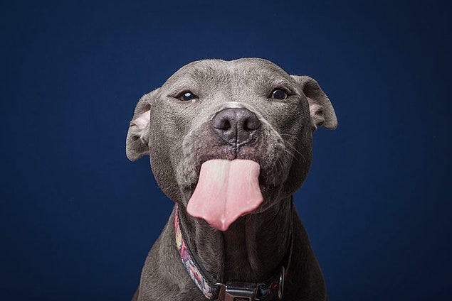 Mishpatim: ¿la lengua del perro?. La porción de estudio de la Torah ...
