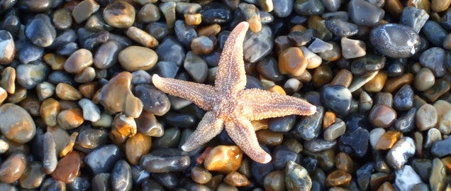 Throwing Back Starfish, Turning the Tides | by Arielle Brousse | Medium