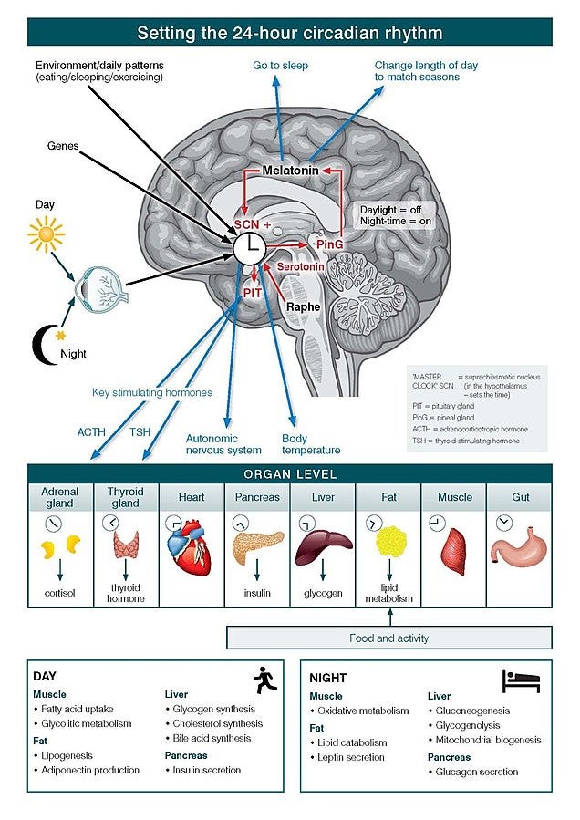 The Pineal Gland: A Multifaceted Examination of Structure, Function ...