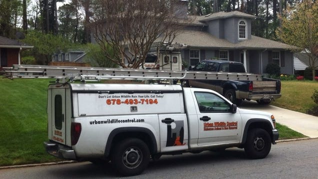 Need pest infestation and fed up honey bees? Call honey bee removal or ...