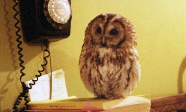 The Story of How I Fell In Love With a Stranger’s Owl | by Rachel Wells ...