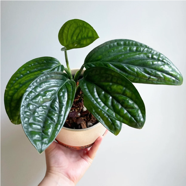 Best Tips to Grow Monstera Peru. This plant hails from the rainforests ...