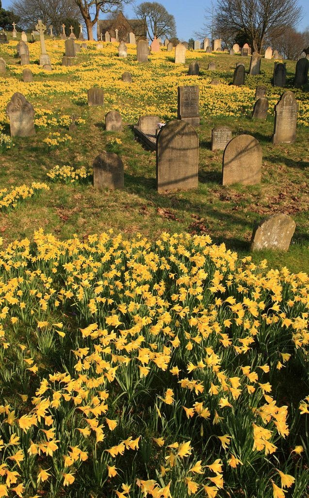#14 The carthasis of cemeteries. I went to visit my Oma’s grave today ...