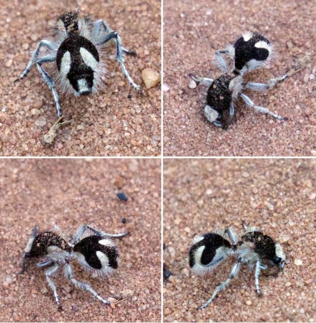 This Velvet Ant Provides New Insights Into Nature’s Ultrablack Secrets ...