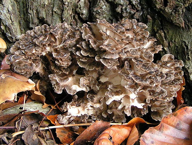 3 things you didn’t know about the ‘dancing mushroom’ | by The Dancing ...