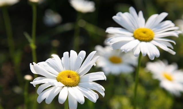 The 10 most beautiful flowering perennials in June - Garden - Medium