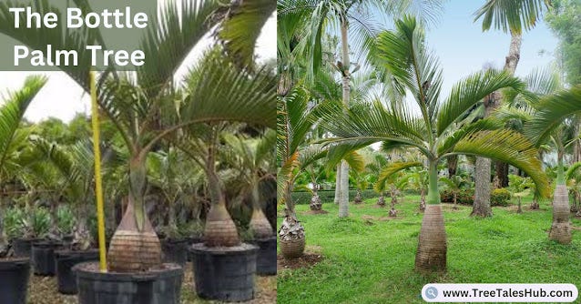 Unlocking the Hidden Benefits of Bottle Palm Trees | Medium