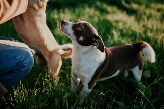 Your Guide to Adopting a Furry Friend: Where and How to Find Your ...