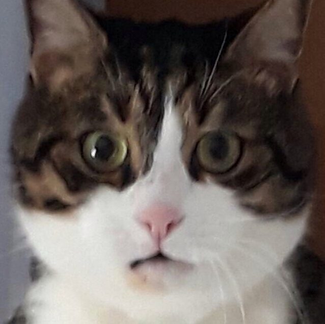 Detect Your Cat’s Face with OpenCV | by Okan Yenigün | Level Up Coding