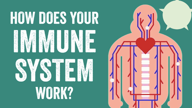 How does your Immune System Work. How does your Immune System Work | by ...