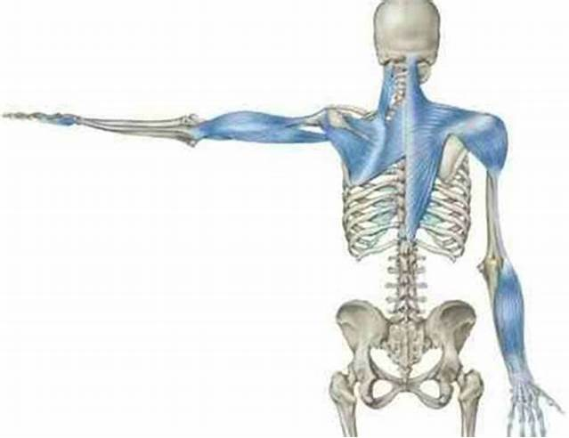 Ultrasound Guided Treatment of Scapulohumeral Periarthritis | by ...