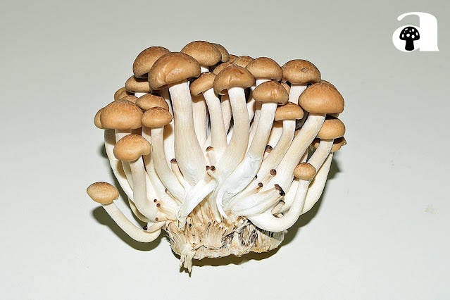 Shimeji Mushrooms: The Secret Ingredient in Your Favorite Asian Dishes ...